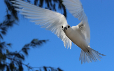 Species of the Month – ʻApelila (April): Manu o Kū (White Tern/Fairy Tern)