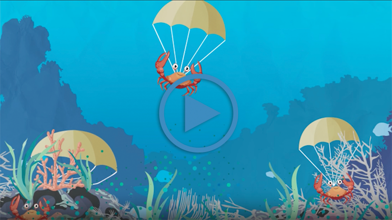 NEW VIDEO: Call in the Crabs! (An inspiring, good news story)