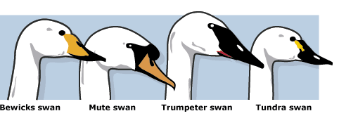 Utah swan hunt will likely close before Dec. 12 if more trumpeter swans ...