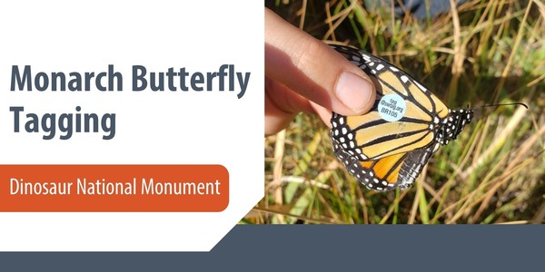 Monarch Butterfly Tagging