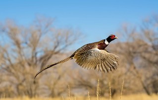 What to know about pheasant and quail hunting this fall!