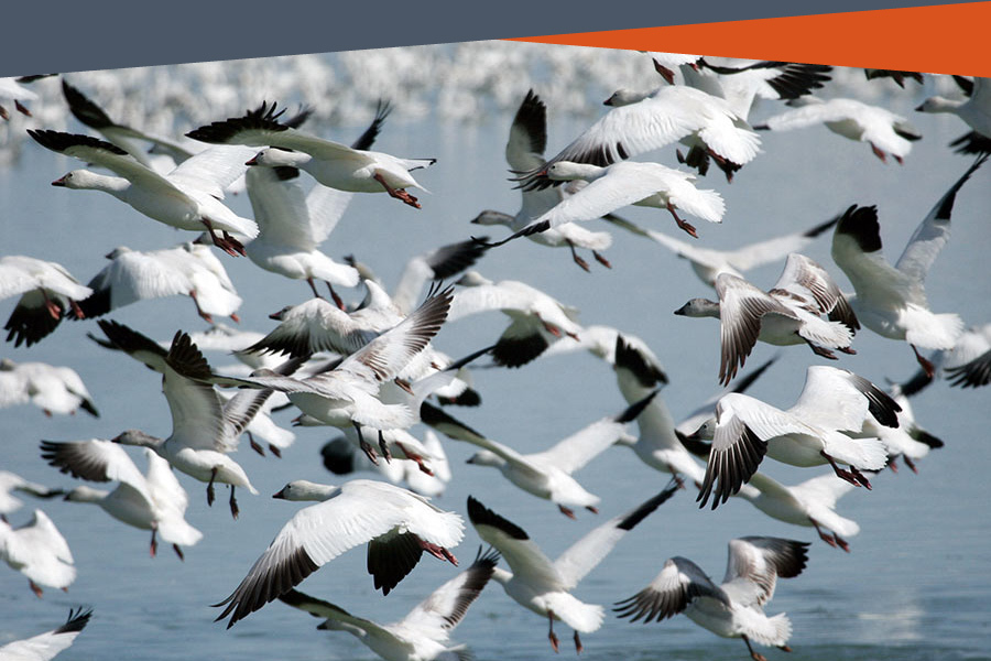 Utah Wildlife News for Feb. 4, 2023
