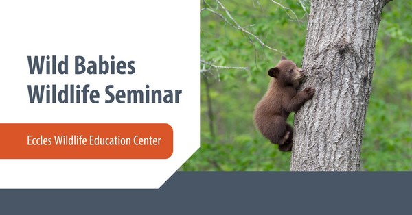 Come join us for a wild babies wildlife seminar!