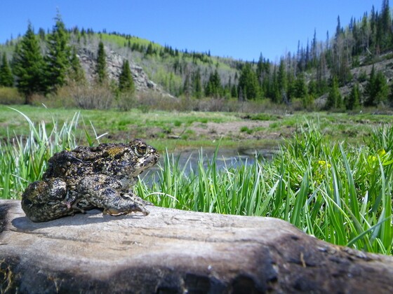 Utah Wildlife News for May 20, 2023