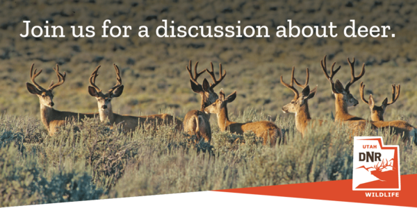 Find out what the DWR is doing to help deer in southeastern Utah