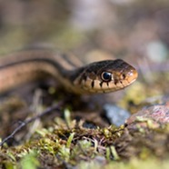 Spring ENJOY Arlington Registration Begins Today