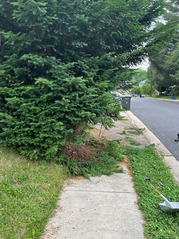 Fairfax City News: July 11