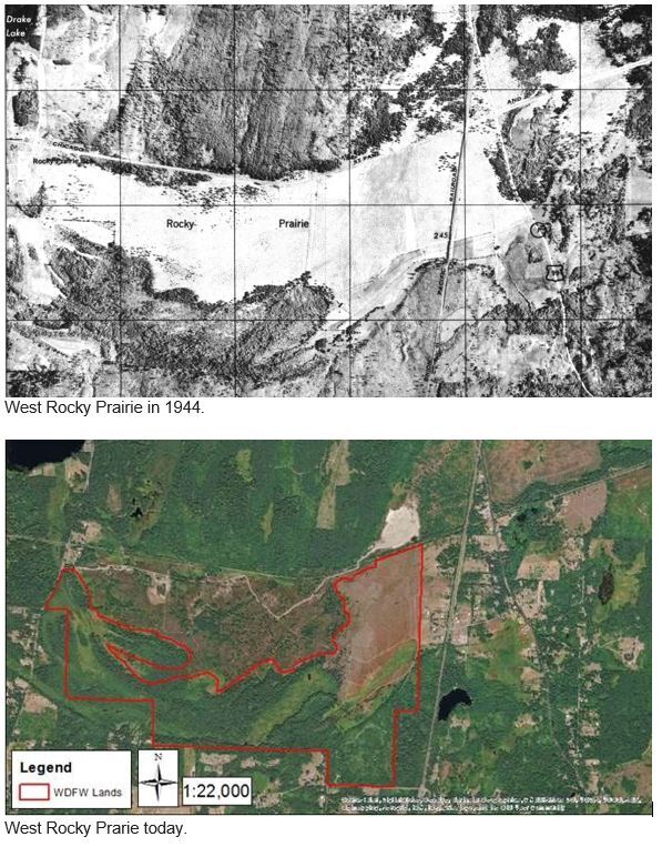 WDFW News Release: WDFW to restore prairie habitat near Tenino with ...