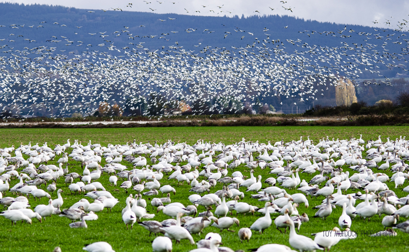 WDFW researchers will use drones for swan and goose surveys