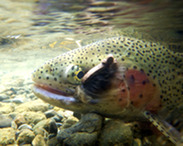 April 2024 Weekender Report: Celebrate Earth Month with trout fishing ...