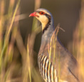 Don't miss the tail-feather end of game bird season!