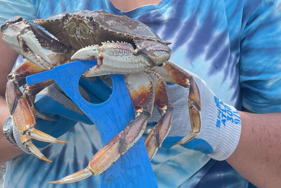 Dungeness crab catch record cards are due soon