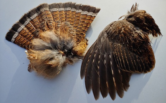 Key dates and how-to blogs on all things game bird hunting