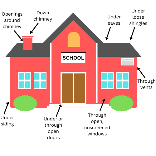 🦇 NEW: School IPM webpages and bats Pest Press handout 🦇