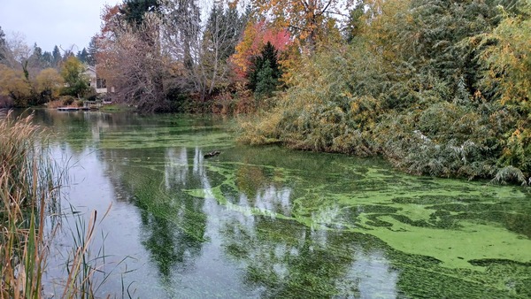 Multiple Grant Applications Open: Algae Control & Aquatic Invasive ...