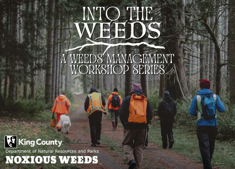 KC Noxious Weed News - Spring '24