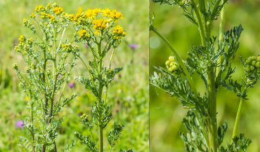 Noxious Weeds Newsletter - July 2025