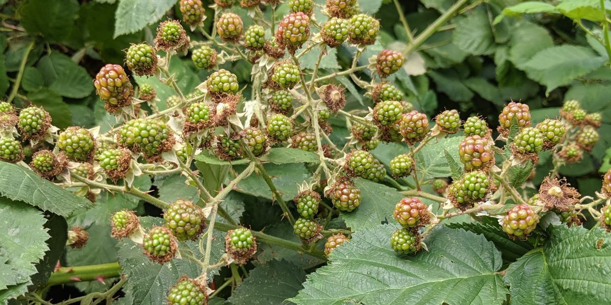 Earth Day with Green Redmond, Community Paint Day, and More!