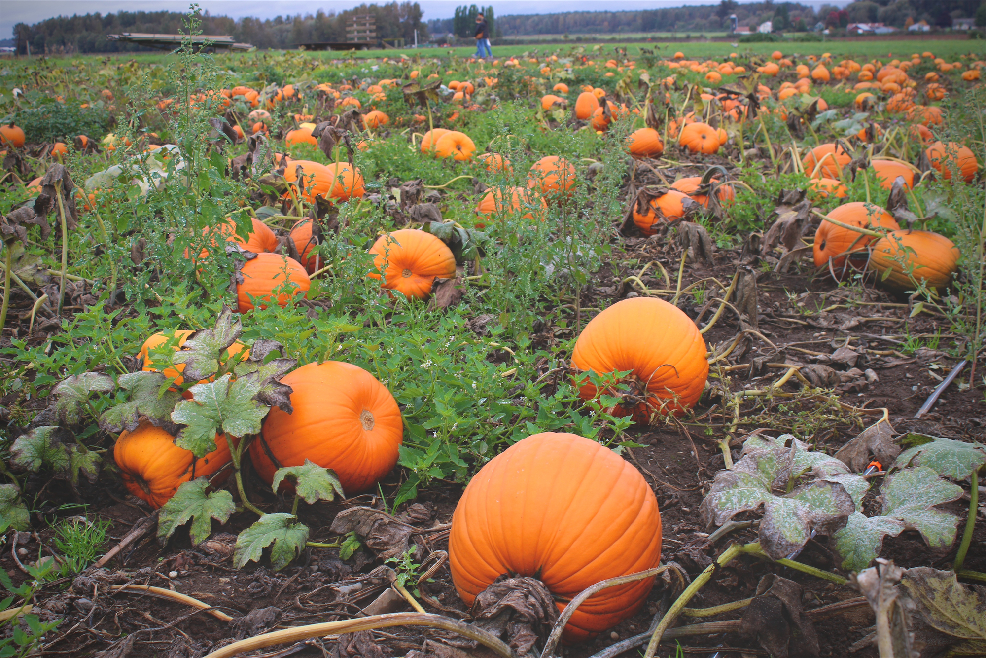 October 2025 VSP newsletter