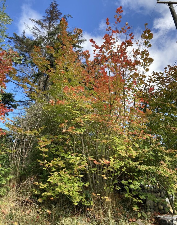 Trees for Seattle November Newsletter