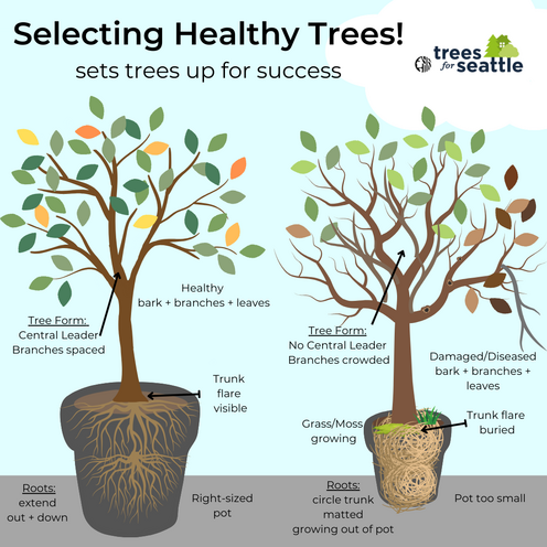 Trees for Seattle October Newsletter