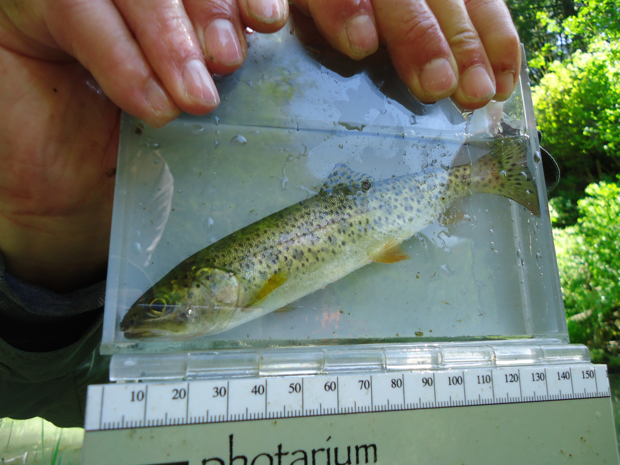 Here fishy, fishy, fishy! Restoring fish passage near Concrete