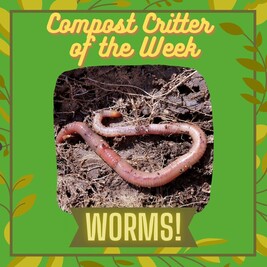Solid Waste Newsletter